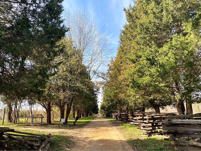 This tree-lined path looks like something straight out of a storybook, complete with split-rail fencing and dappled sunlight.