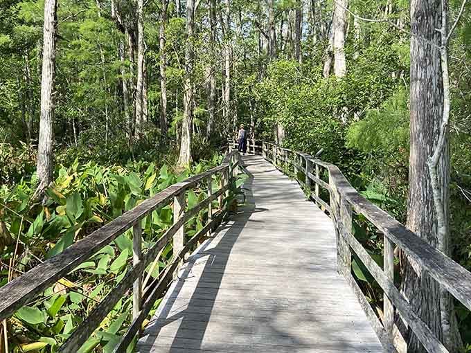 The boardwalk stretches ahead like nature's red carpet, inviting you into a world that predates shopping malls.