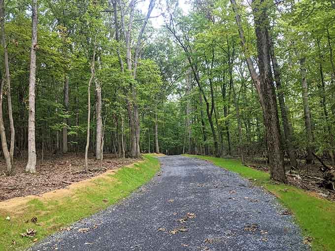 Tree-lined roads that wind through the forest make arriving at Greenbrier feel like entering a secret world.