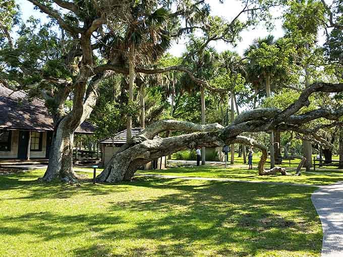 When a tree becomes architecture, you know you've found something special that Mother Nature spent centuries perfecting with patient artistry.