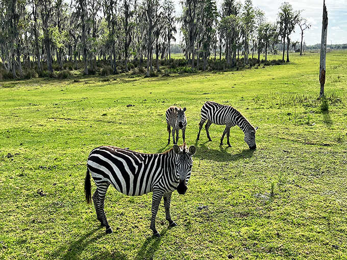 Those stripes aren't just for show, they're nature's way of proving that black and white never goes out of style.