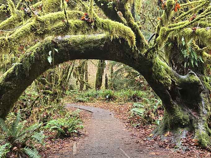 Wander through the enchanting Hoh Rain Forest, where sunlight dances on moss-draped branches and every trail leads to magical discoveries.