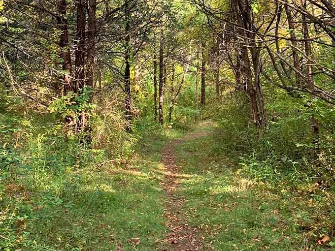 Golden hour on the trail, when Connecticut's woods glow like they're auditioning for a postcard.