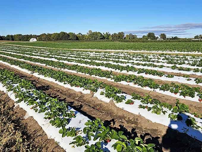 Those pristine strawberry rows stretch toward the horizon like nature's own red carpet of deliciousness.