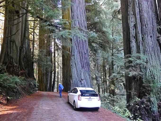 That reddish unpaved road winding through towering redwoods isn't just a drive&mdash;it's a portal to another world.