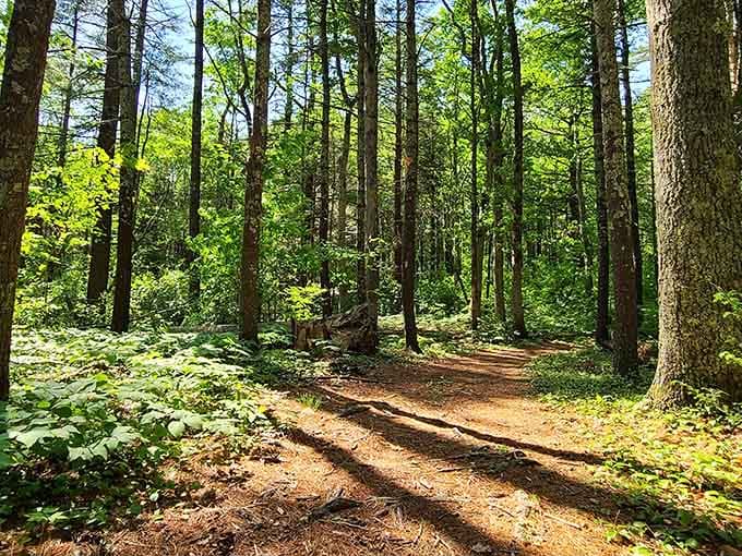 Sunlight filters through the canopy like nature's own spotlight, illuminating a path that practically begs you to wander.