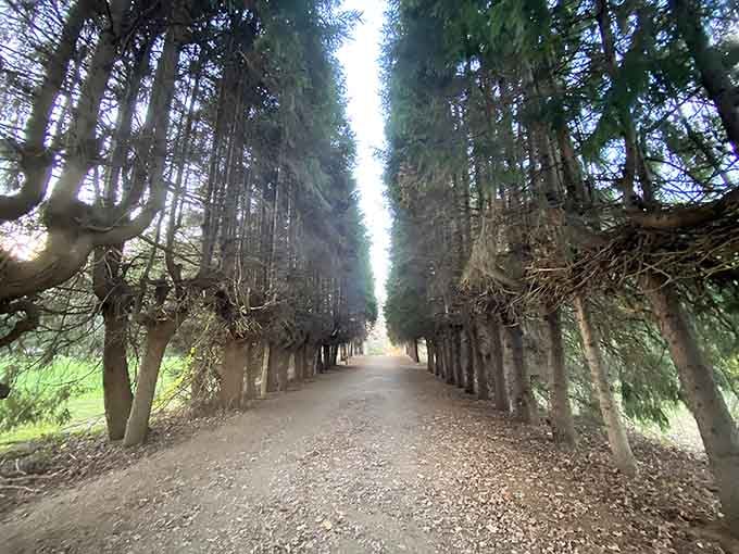 Those towering pines create a natural cathedral that'll make you feel like royalty strolling through European estates.