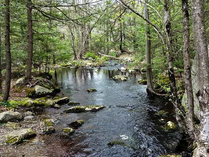A gentle stream winds through moss-covered rocks and towering trees, creating nature's own meditation room.