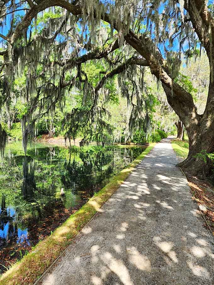 The scenic walk to the Angel Oak proves that sometimes the journey really is as beautiful as the destination.