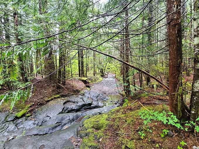The forest surrounding Ape Cave is so lush and green, it looks like it was painted by hand.