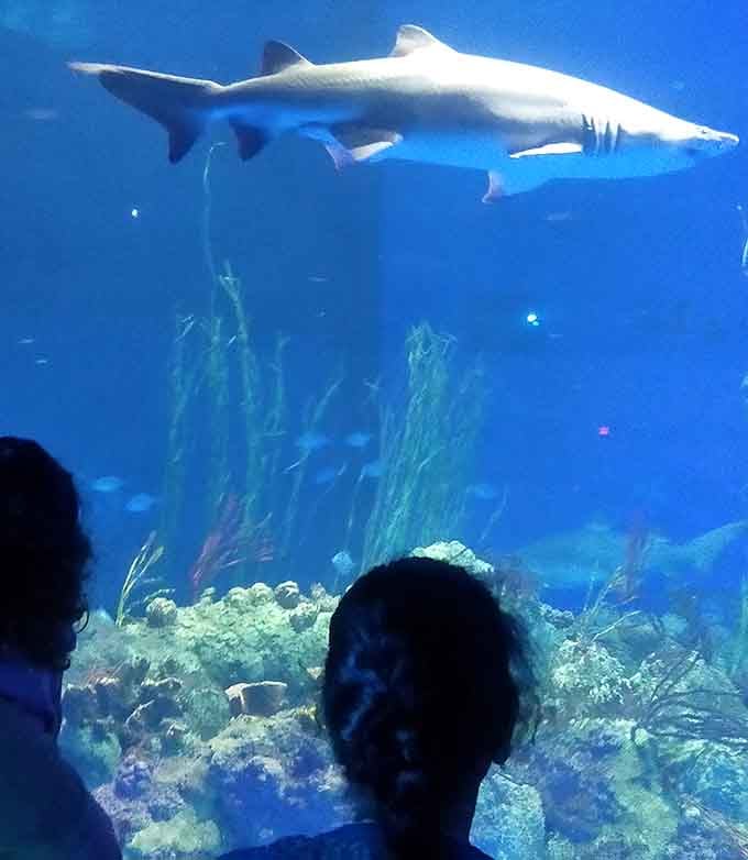 When the view from your tube includes actual marine life, you know you've upgraded your water park game.