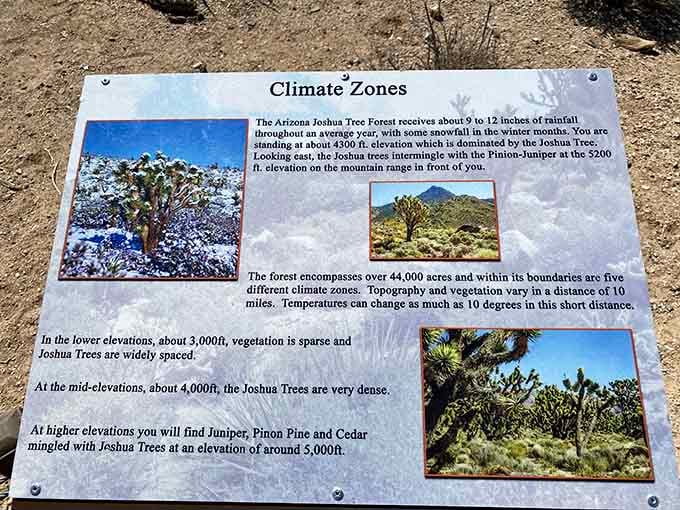 Educational markers reveal climate secrets these trees have been keeping since your grandparents were kids.