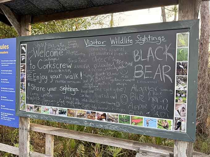 The wildlife sightings board tracks daily appearances, turning your walk into a real-life scavenger hunt with feathers.