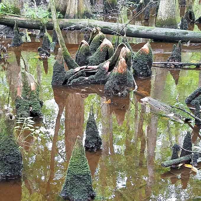 Cypress knees cluster like a gathering of woodland gnomes, their moss-covered forms adding to the forest's fairy tale atmosphere.
