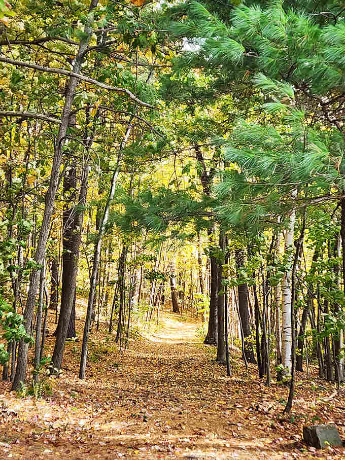 Fall foliage carpets the forest floor in gold, creating the kind of scene that makes leaf-peeping an actual sport.
