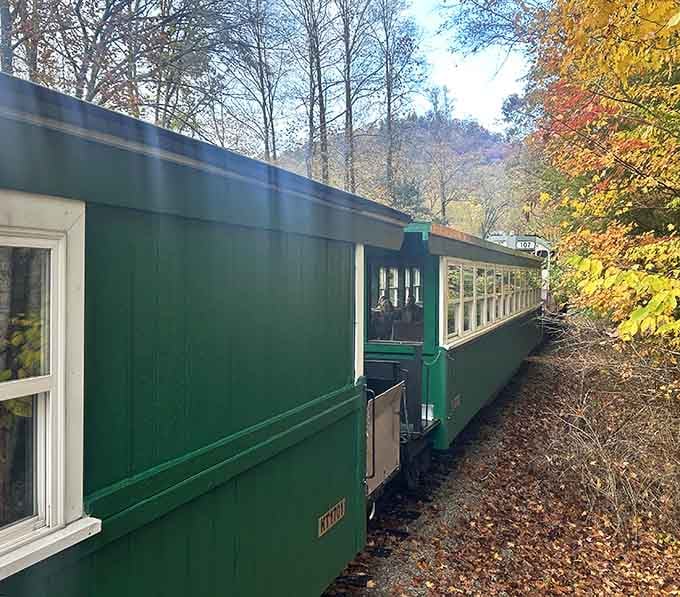 Green coaches wind through the forest like a emerald snake, proving that scenic routes beat interstate monotony every single time.