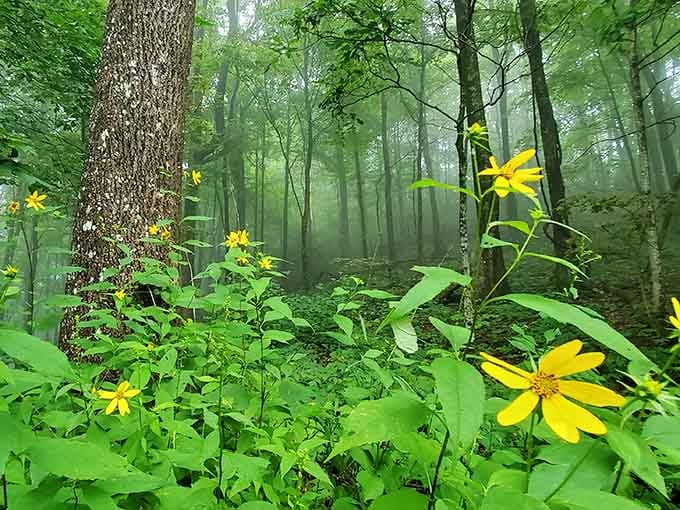 Misty morning woods dotted with wildflowers create the kind of scene that makes you whisper without knowing why.