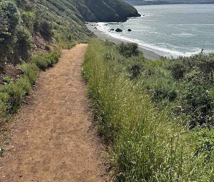 The coastal path curves gently through green grasses, offering glimpses of the Pacific that'll stop you cold.