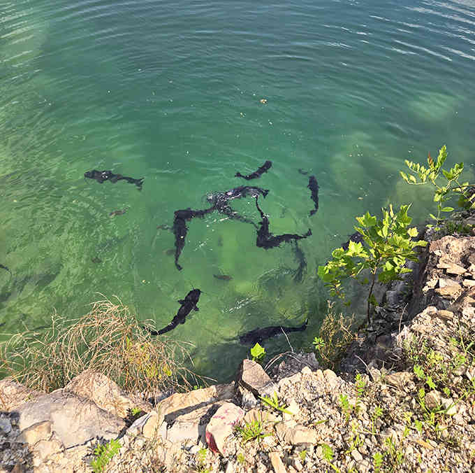The fish population here enjoys better real estate than most people, swimming through their own private paradise.