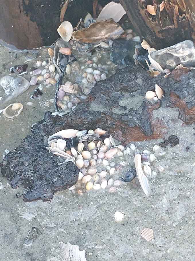 The beach generously shares its collection of shells, each one a tiny work of art waiting to be discovered.