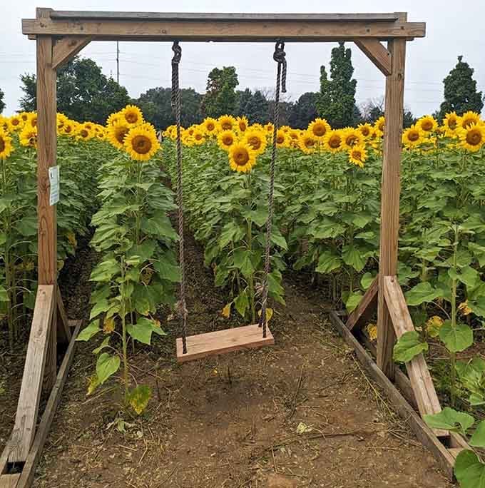 Wooden swings overlook sunflower fields, creating peaceful moments that justify the entire trip out here.