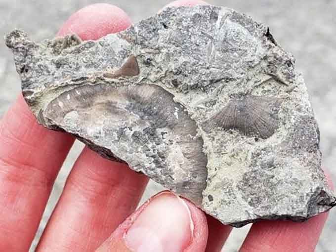 Multiple brachiopods clustered together, frozen in time when Ohio was beachfront property millions ago.