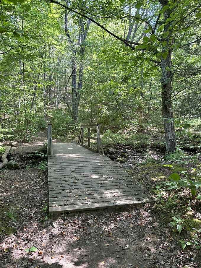 Wooden boardwalks guide you through the forest, keeping your feet dry while nature does its thing all around.