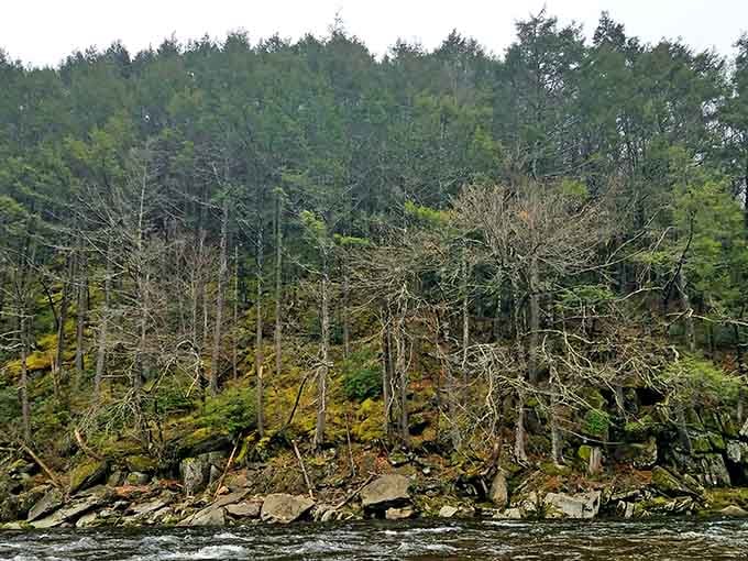The surrounding forest creates a natural frame for the gorge, like Mother Nature's own art gallery.