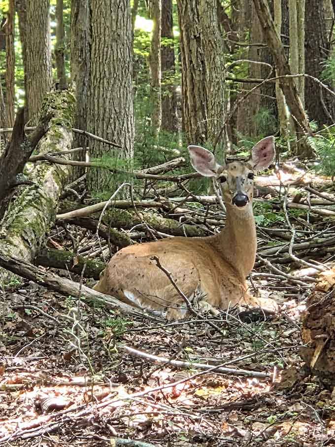 Local wildlife posing like they know they're the real stars of this whole outdoor production here.