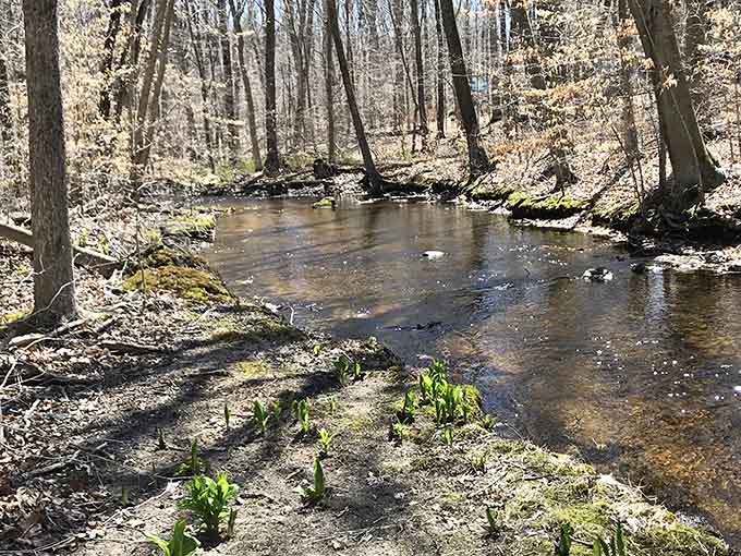 Spring streams babbling through the forest provide the soundtrack to your hike, completely free of charge.