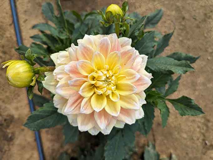 Dahlias also make an appearance here, proving this farm doesn't put all its eggs in one floral basket.