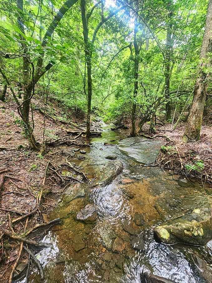 Forest streams meander through the park, offering peaceful moments for those who venture beyond the main attraction.