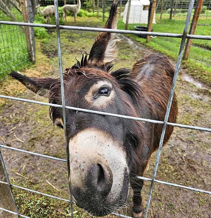 This donkey's expression suggests it's heard all your jokes before and remains thoroughly unimpressed by your material.