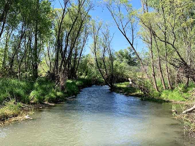 The Verde River flows through willows and cottonwoods, proving that Arizona rivers can actually flow instead of just being sandy suggestions.