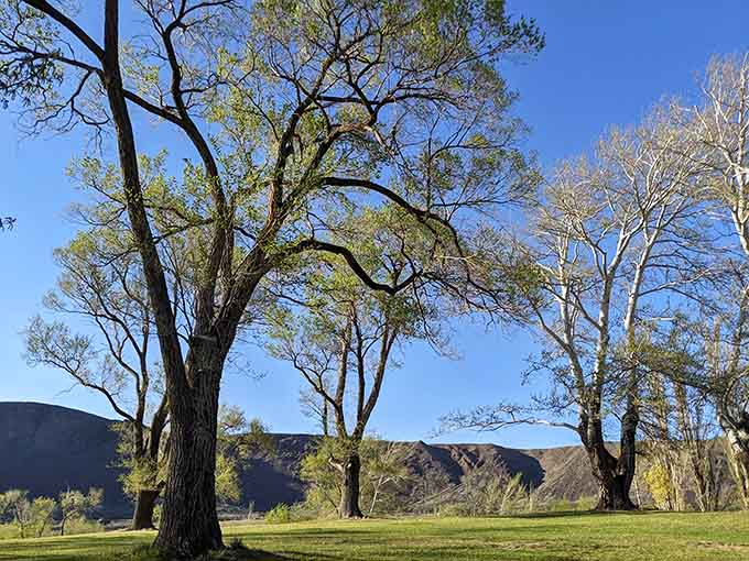 Mature trees frame the cliffs, their roots anchored in soil that took millennia to accumulate again.