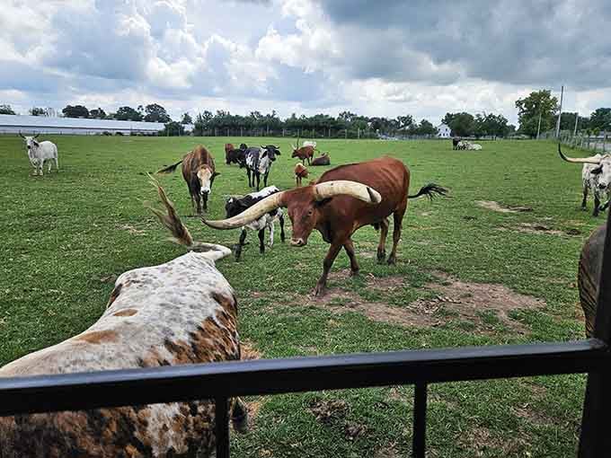 When cattle with horns that impressive approach your vehicle, you realize the safari experience is suddenly very, very real and thrilling.
