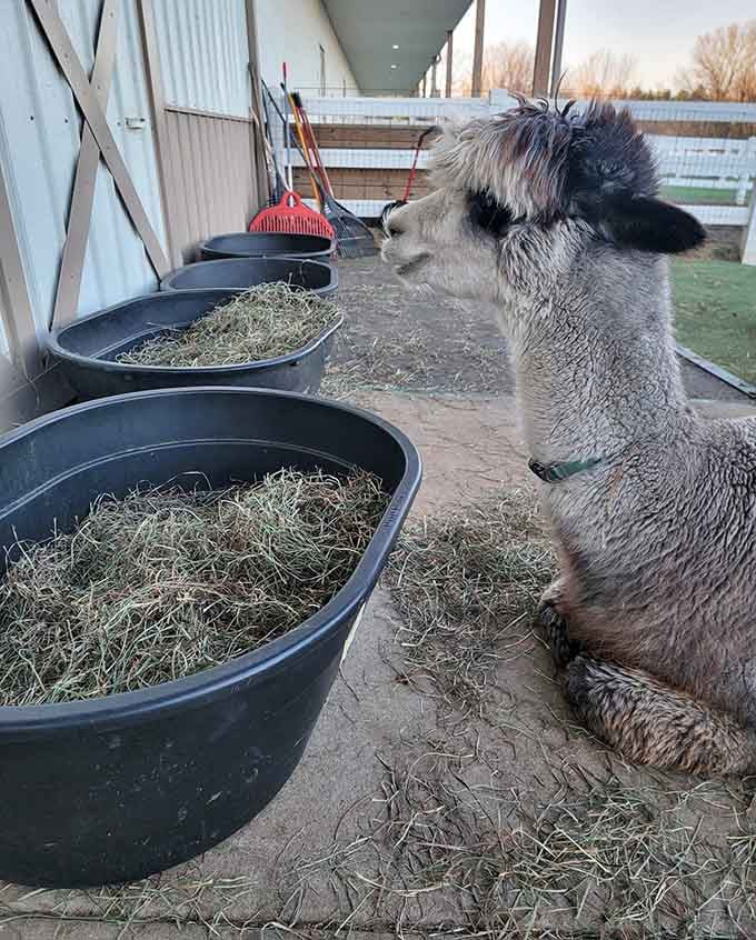 Dinner time at the barn where even the pickiest eaters clean their plates without complaint.