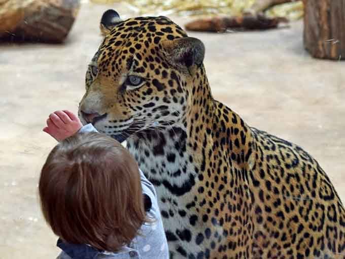 When a jaguar looks this majestic through glass, you're grateful for modern zoo safety standards and zoom lenses.