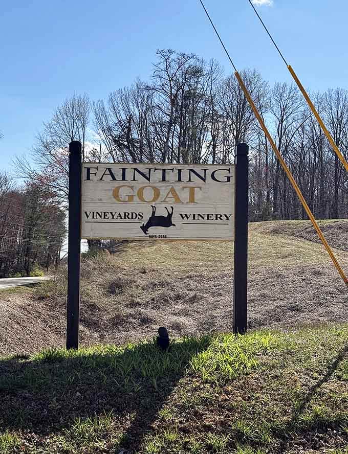 You've arrived at the right place when the sign promises both wine and the possibility of fainting goats.