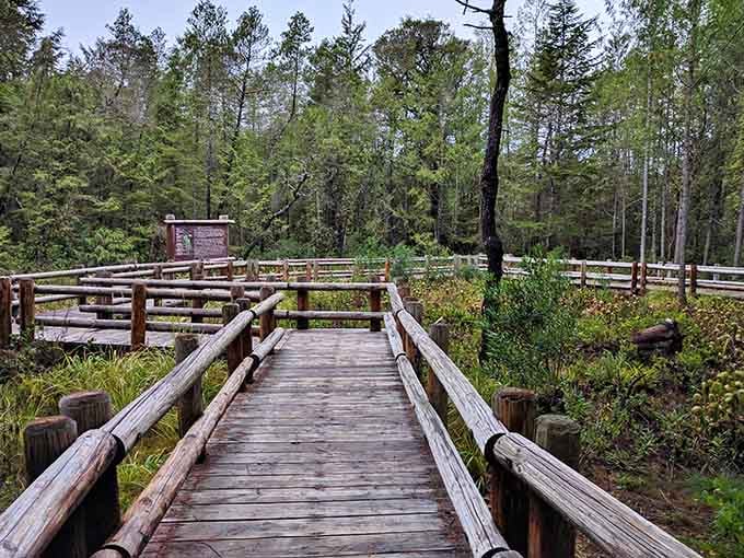 A wooden boardwalk winds through wetlands where carnivorous plants thrive, proving nature has a dark side too.