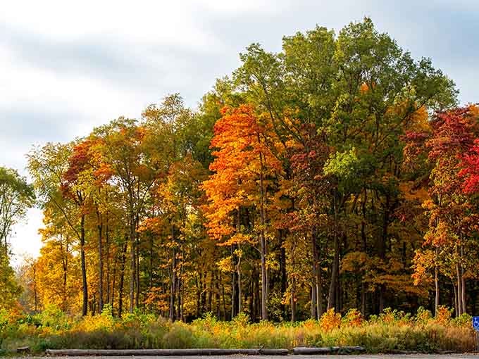 Trees showing off their autumn wardrobe like they're walking a fashion runway in the forest.