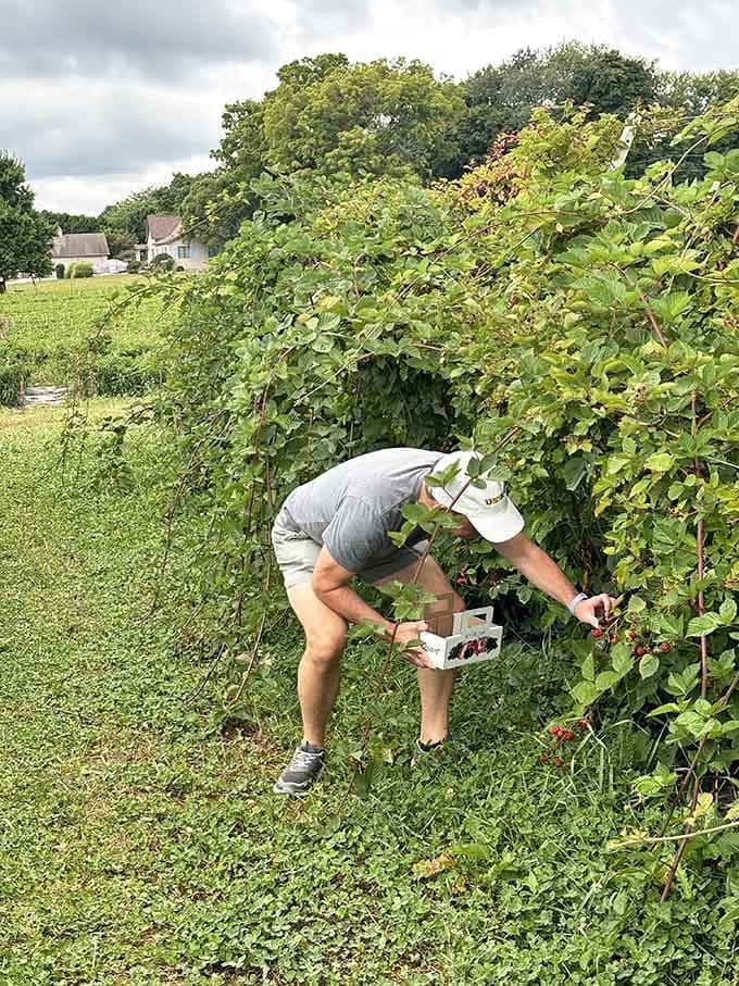 Berry picking: the only acceptable reason to crouch in the dirt while eating your findings immediately.