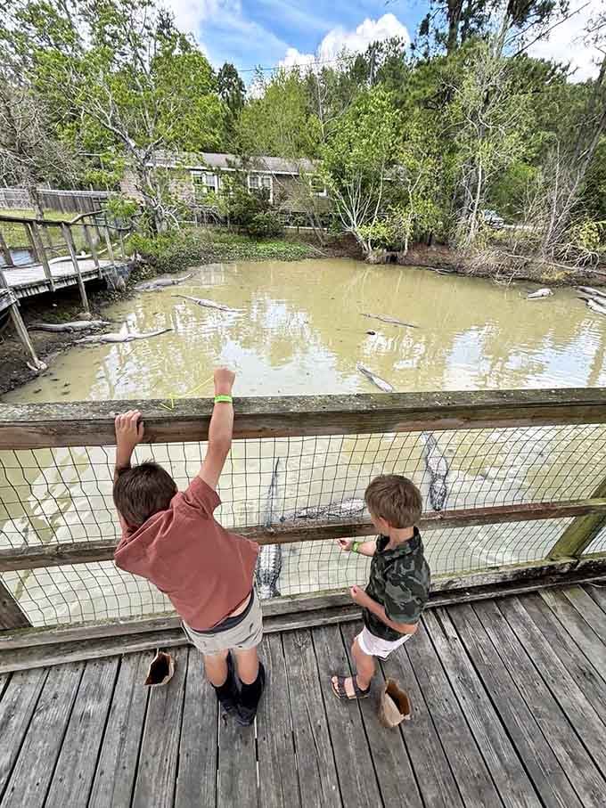 Teaching kids about wildlife conservation while they feed gators, because regular field trips are for amateurs.