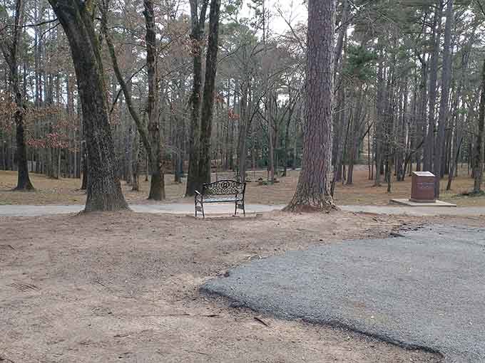 Sometimes the best antique is nature itself: a quiet bench among towering pines where time slows to a pleasant crawl.