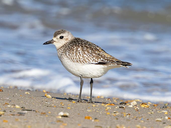 The black-bellied plover doesn't care about your Instagram feed, but it'll pose anyway if you're patient enough.