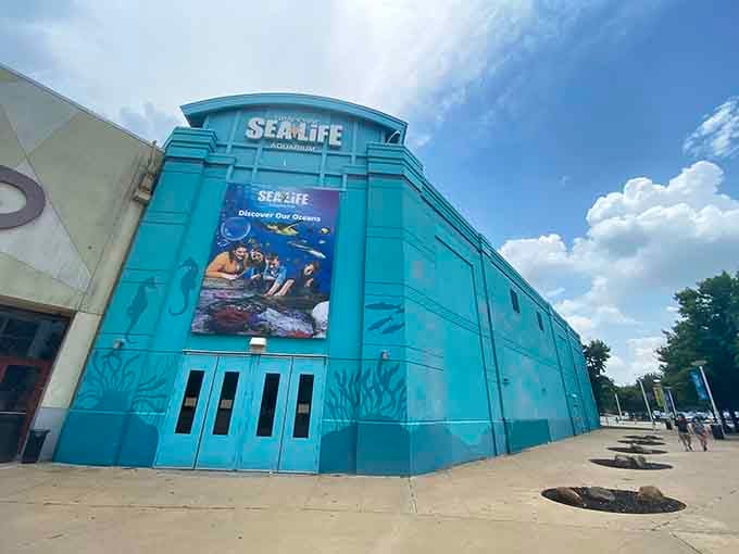 SEA LIFE Grapevine brings the ocean to landlocked Texas, proving that adventure doesn't require a coastline nearby.