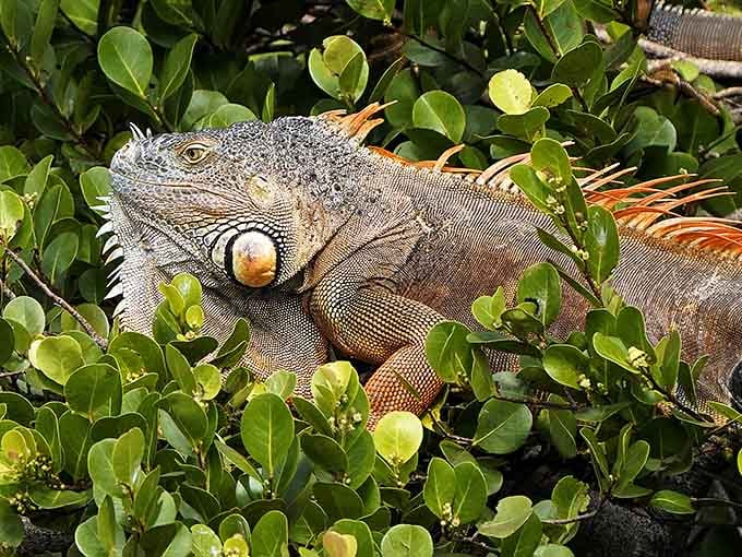 An iguana lounges in the vegetation, living its best Florida life without a care in the world.