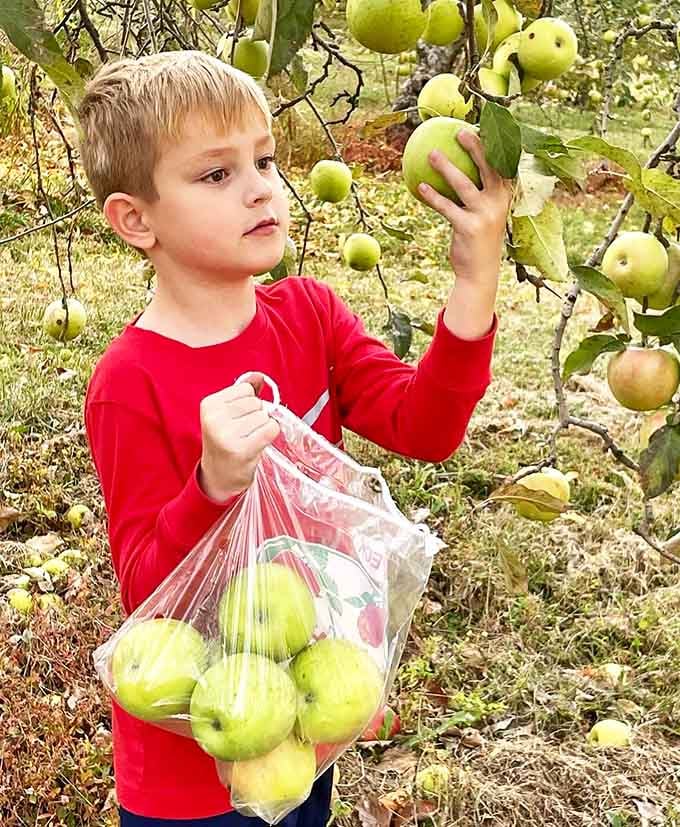 Young hands reaching for fresh apples in the orchard capture the timeless joy of harvest season and childhood wonder combined.
