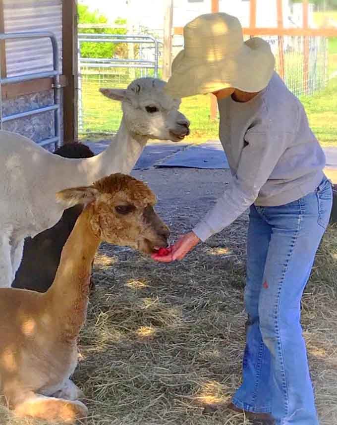 Hand-feeding these polite eaters feels like being chosen by royalty, if royalty had exceptionally soft noses and hummed.