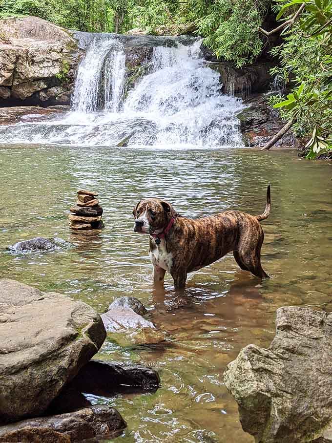 This happy hiker clearly understands that the best swimming holes are worth getting your paws wet.